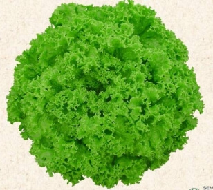 Alface Crespa Caipira- Enza Zaden