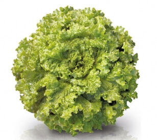 Sementes de Alface Crespa - Solução Hidroponia