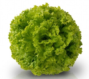 Sementes de Alface Crespa - Solução Hidroponia