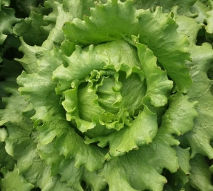 Alface Americana Megan - Solução Hidroponia